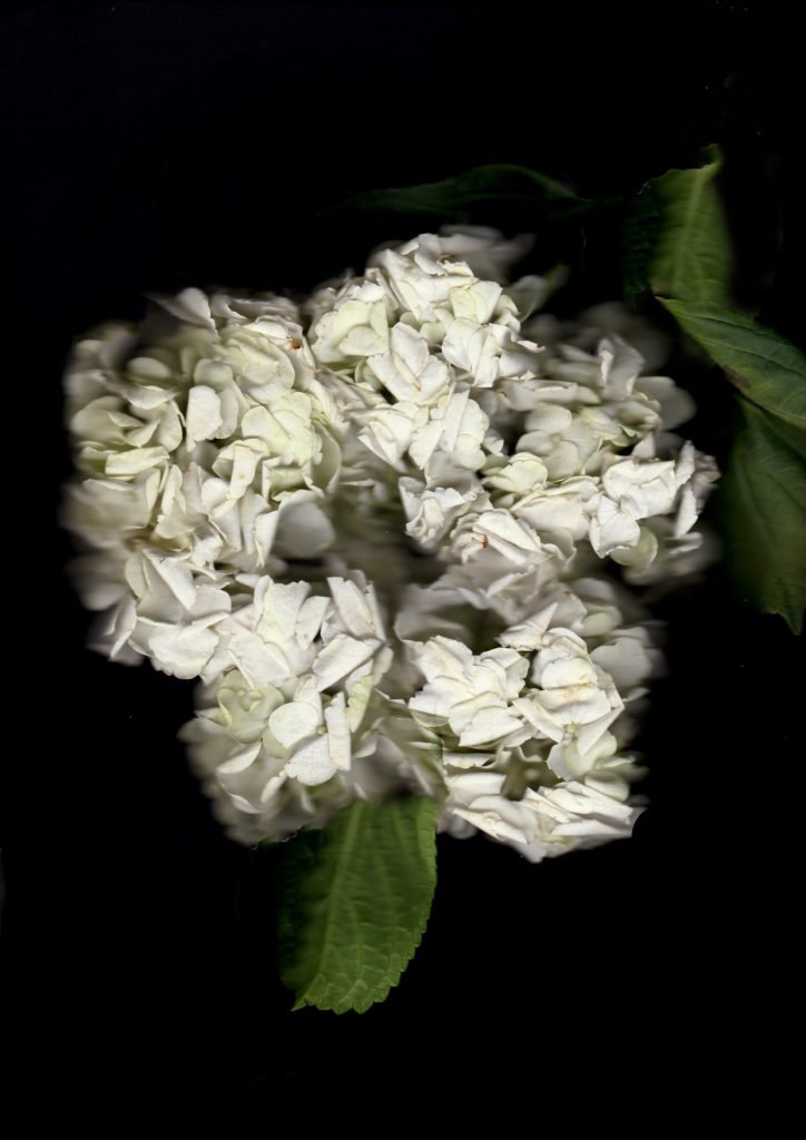 Scanography – Massi Studio