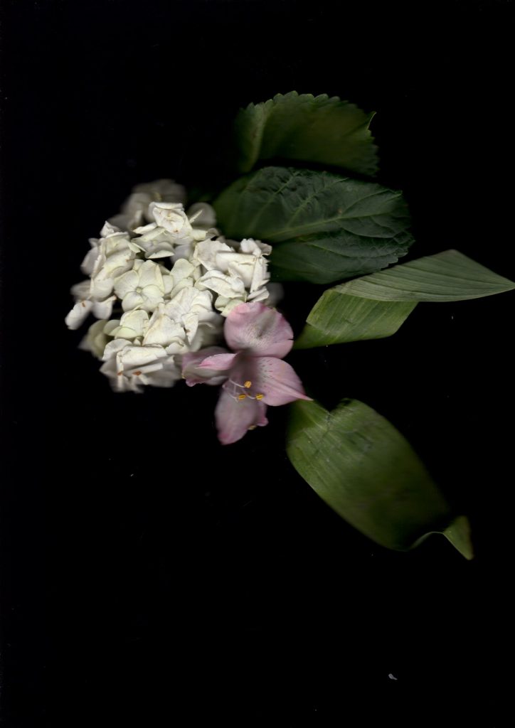 Scanography – Massi Studio